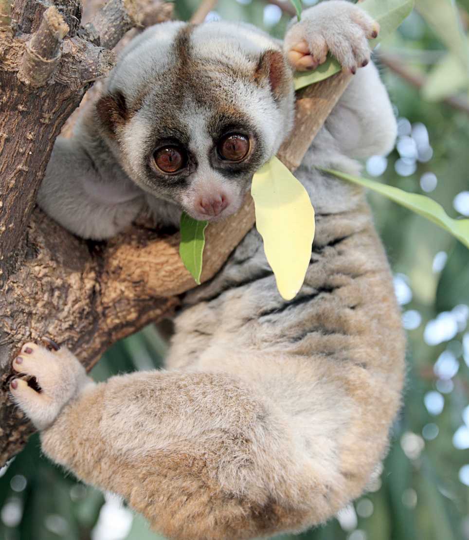 Poisonous Mammals – Greg's Business History